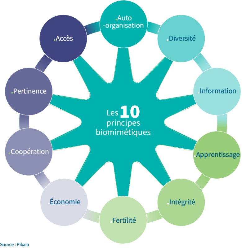 Biomimétisme - Pikaia